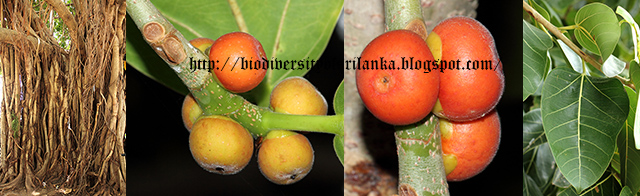 Biodiversity of Sri Lanka: මහ නුග/නුග[Maha nuga/Nuga]/Banyan/Krishna bo ...