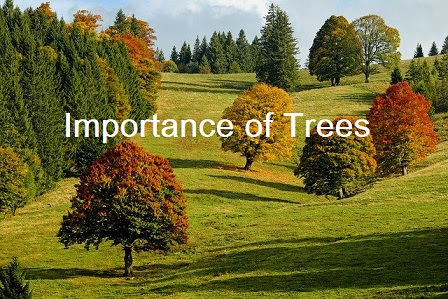 Importance of Trees Essay for Students | Importance of Trees Essay
