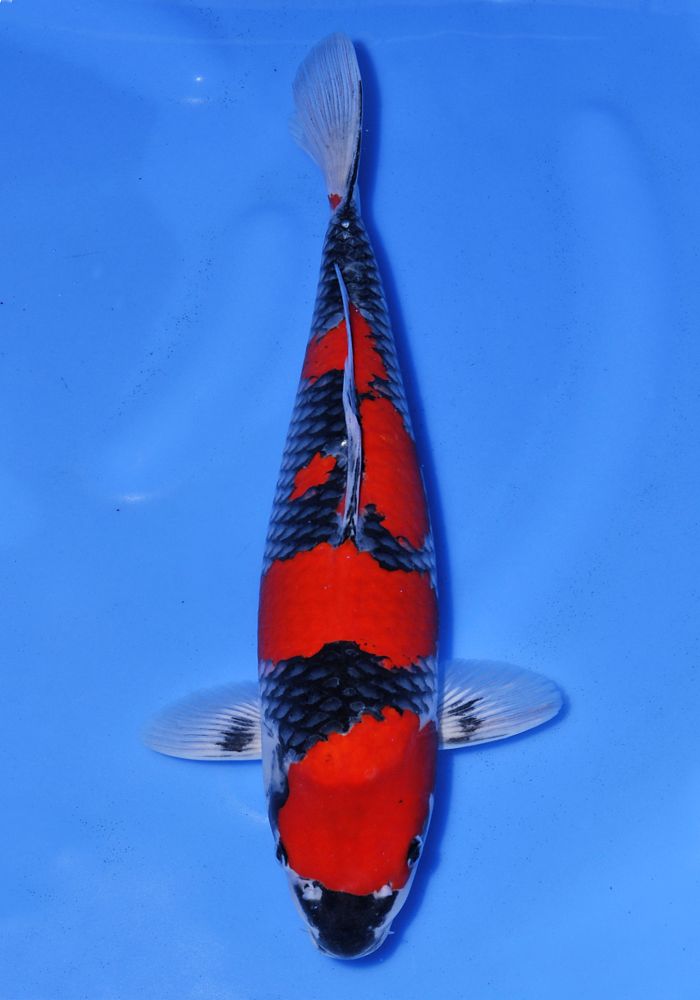 KOIKICHI FISH FARM: 2015