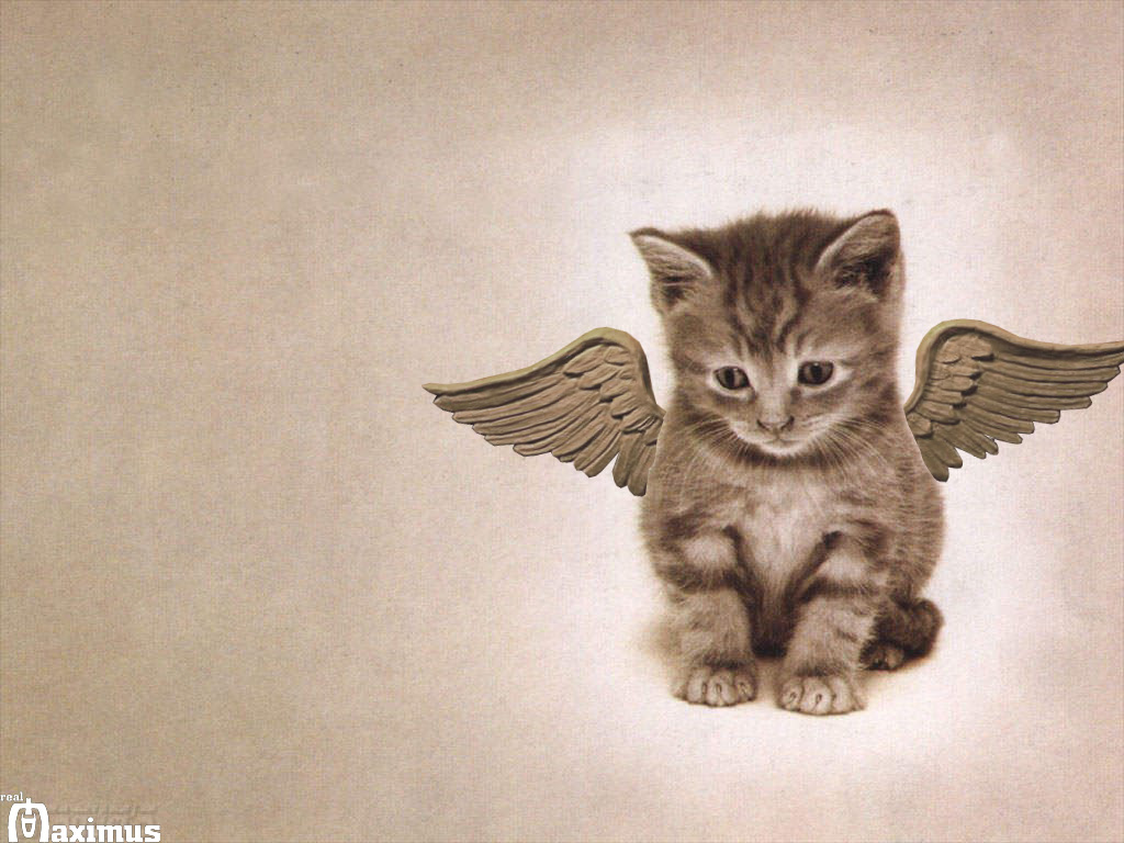 Angel Kitten Desktop Background ~ Beautiful Cat Wallpapers