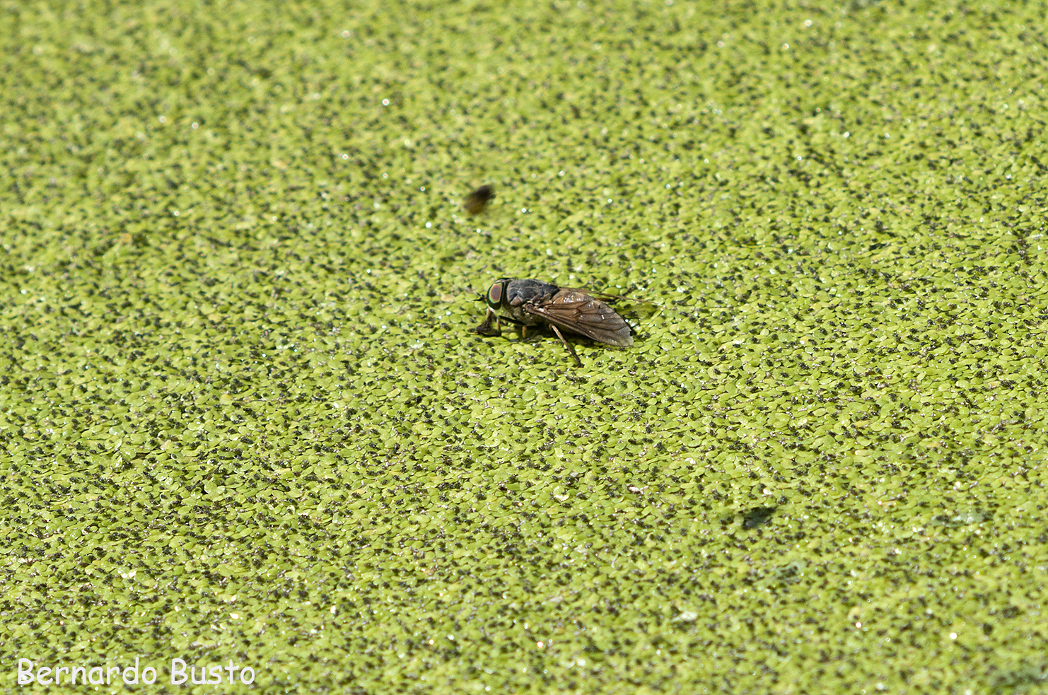 RÍA DE LA VILLA: Tábanos