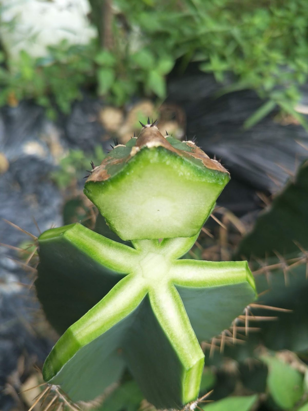 Secrets To Growing Cactus And Succulents: October 2019 Graft Update ...