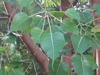 Viswa Bharati Vedic Astrology : Plants used as Patri for Vinaayaka ...