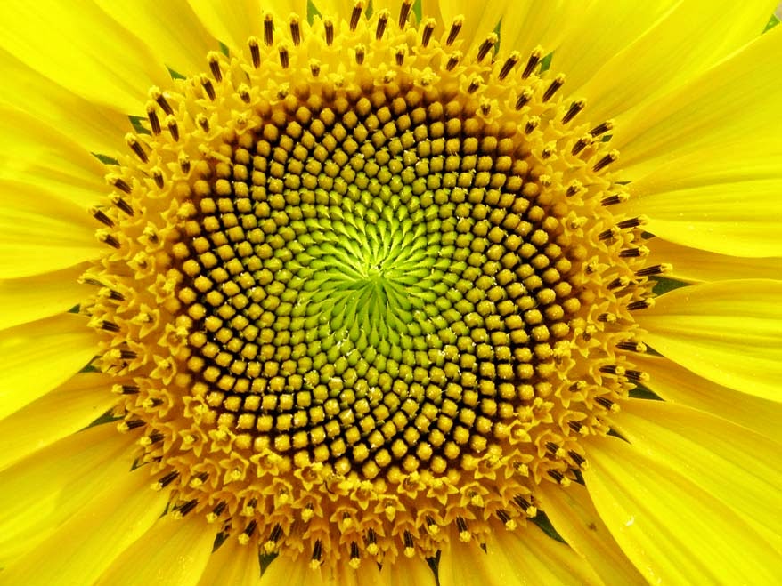 The Pondering Gulch: Frontyard Sense/Backyard Science IV