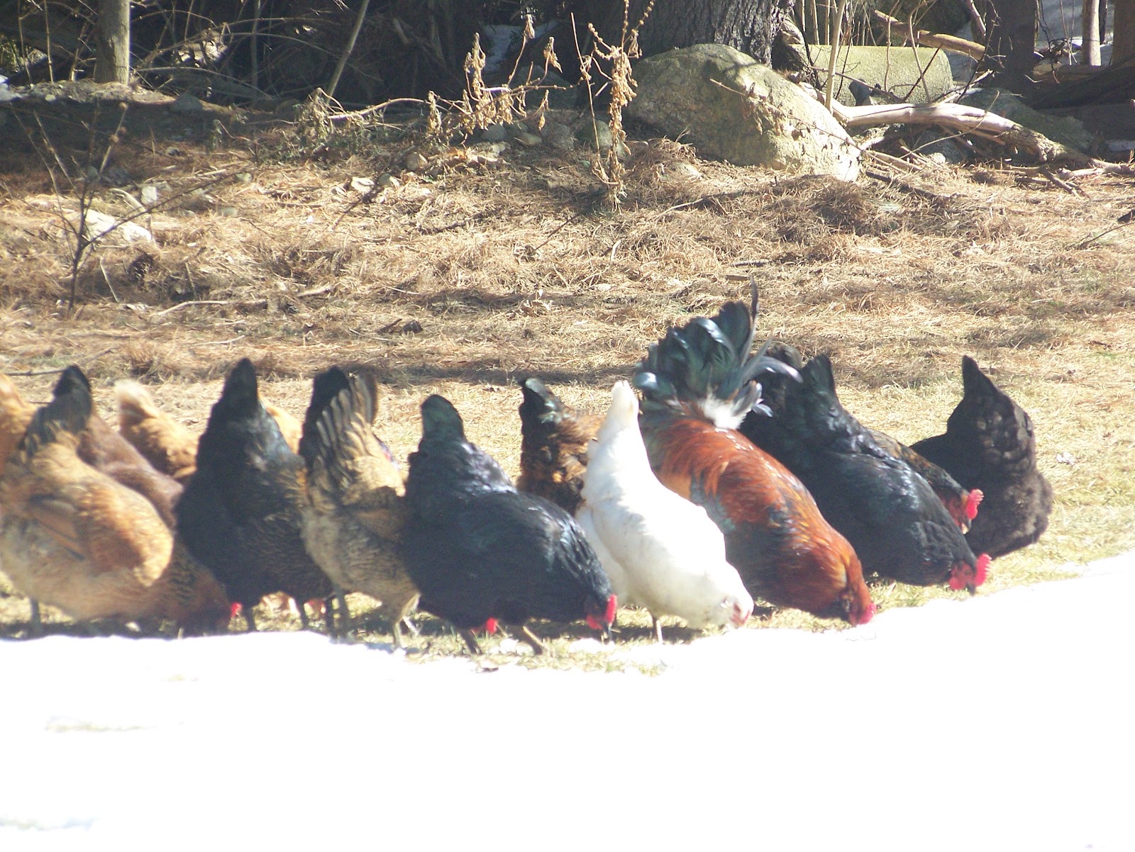 Busy Acres Farm: Chickens