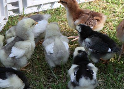 Java breeders: Mottled Java Chicks