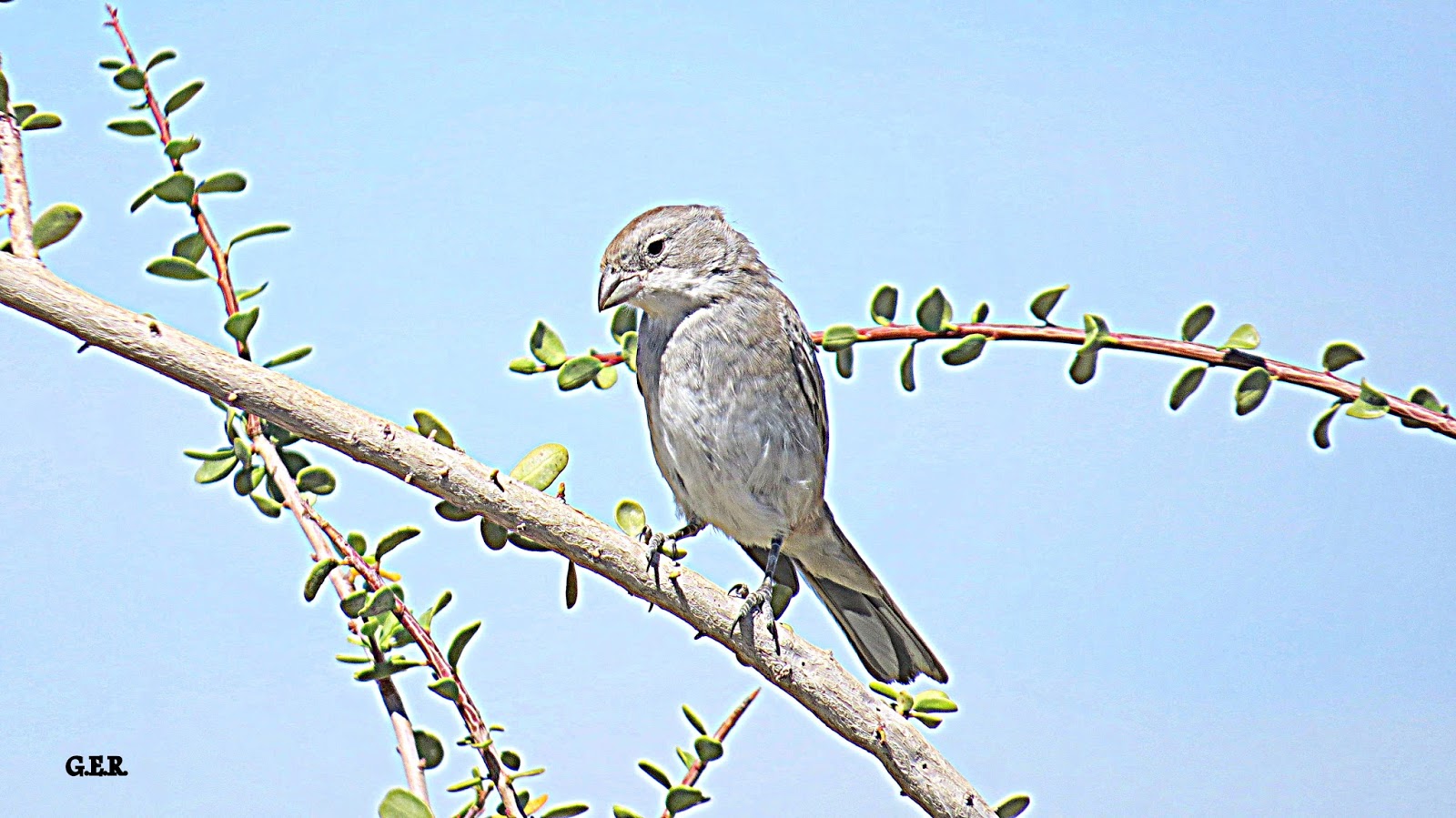 Aves del Golfo San Jorge: Diuca común (Diuca diuca)