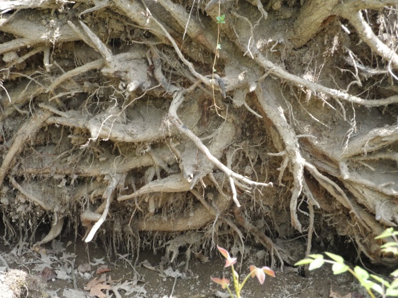 Franklin County (PA) Gardeners: Rescue the Redbud Tree