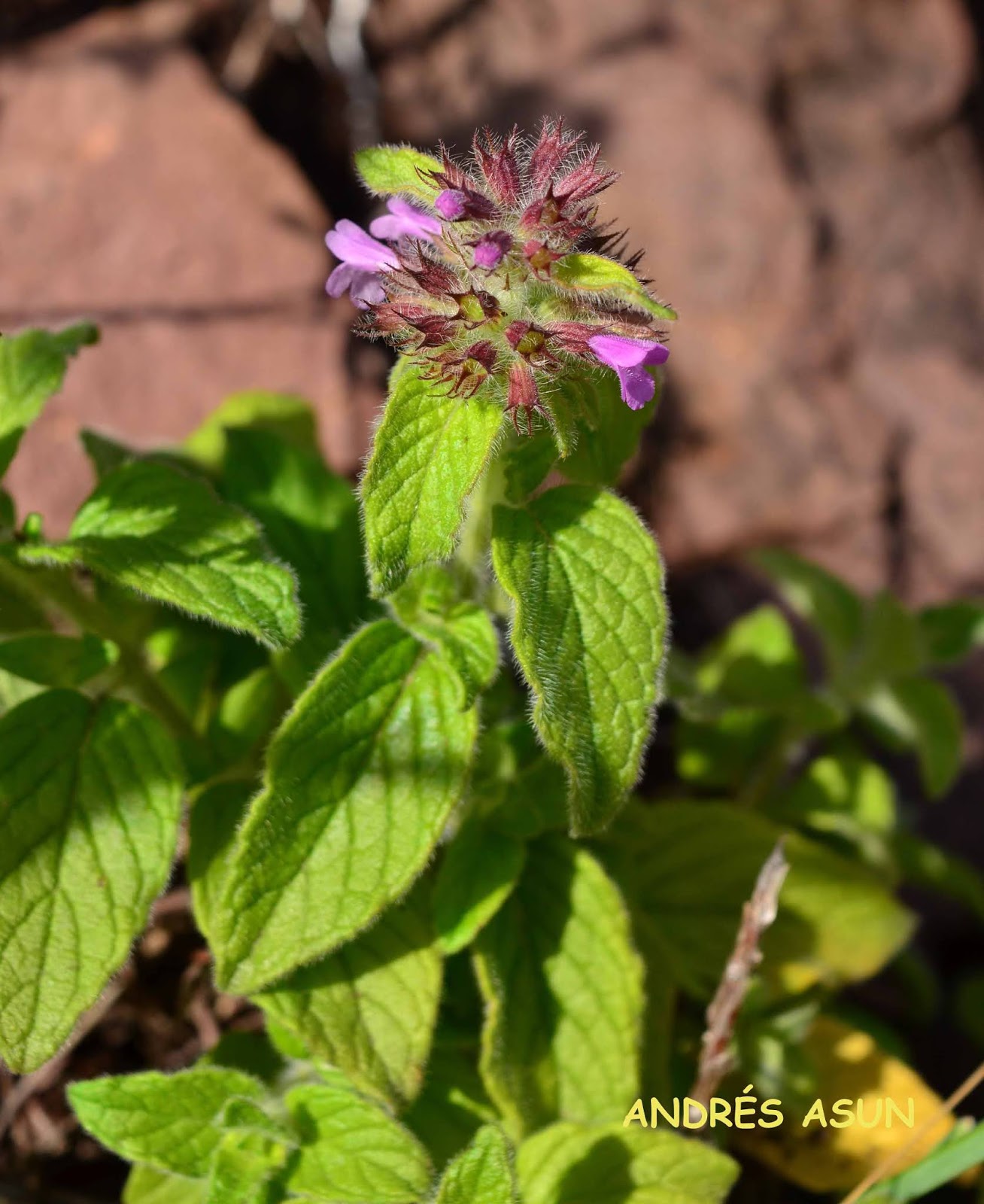 Flores silvestres de la Cordillera Cantábrica: LABIADAS - Labiatae