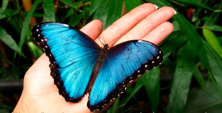 La mariposa azul