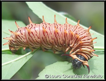 Argentina nativa: Mariposa borde de oro (Battus polydama)