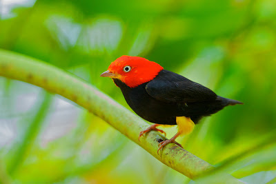 Manakin Birds News And Facts-Images | All Wildlife Photographs