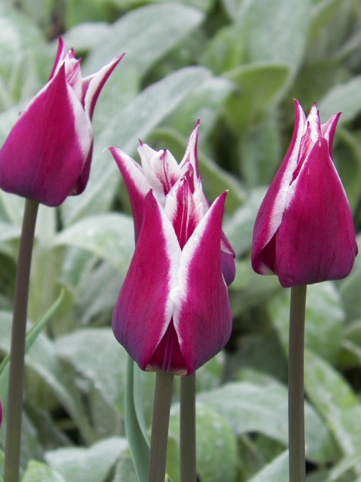 I Love My Garden: Tulip Time
