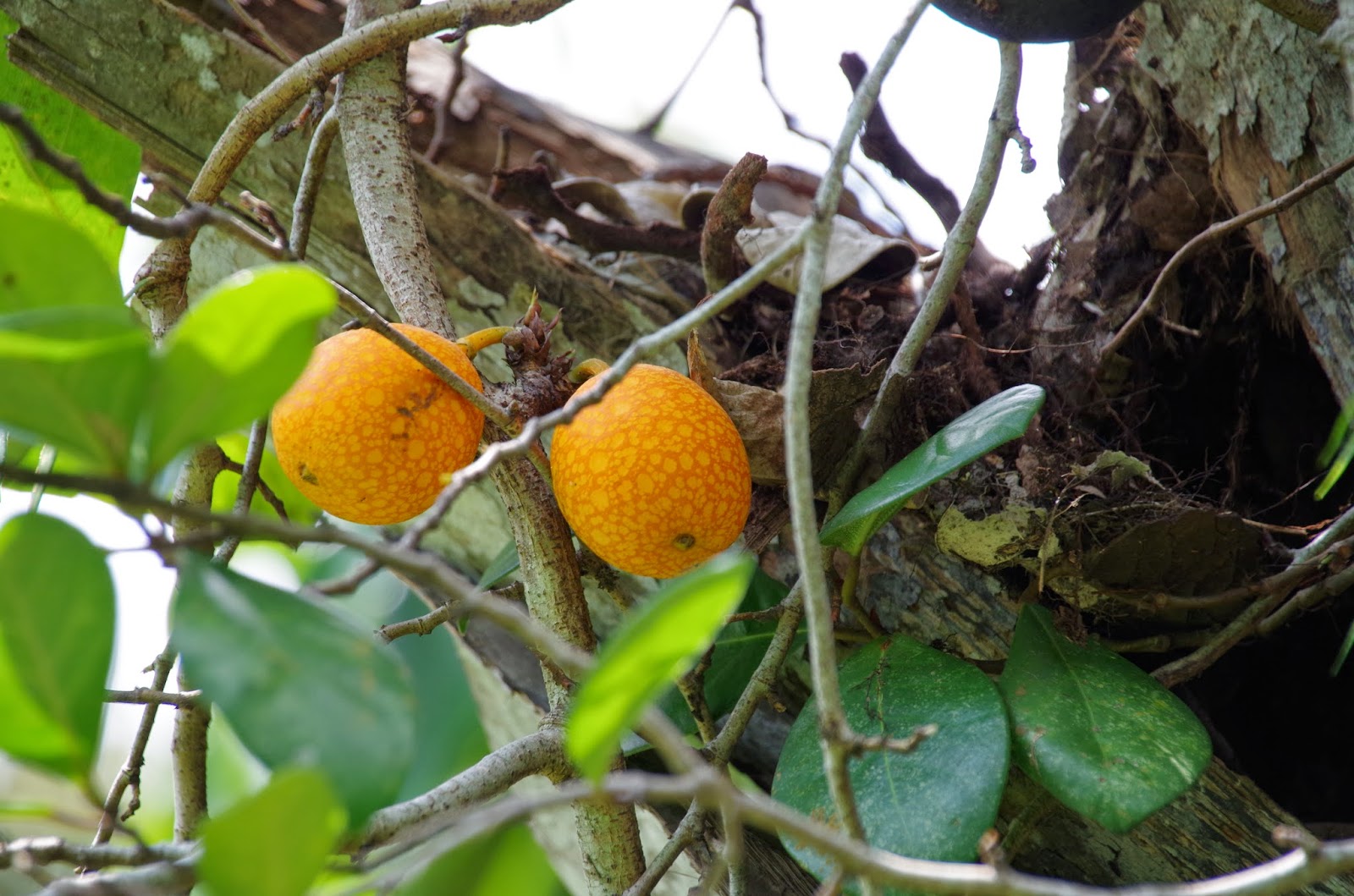 Trees and Plants: (Climbing Fig) Ficus punctata