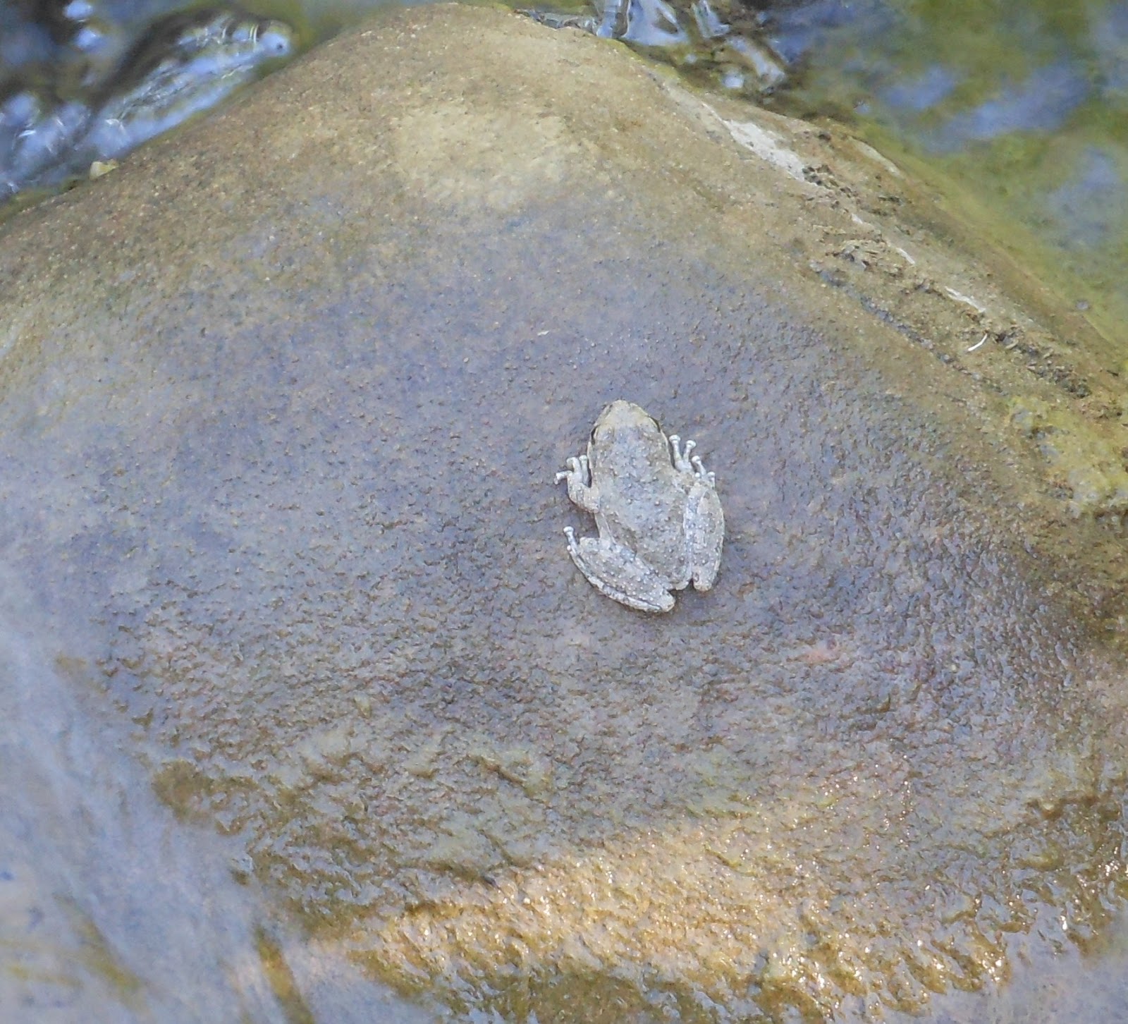 1000 Hikes in 1000 Days: Days 523 & 524: Camping on the Matilija Trail