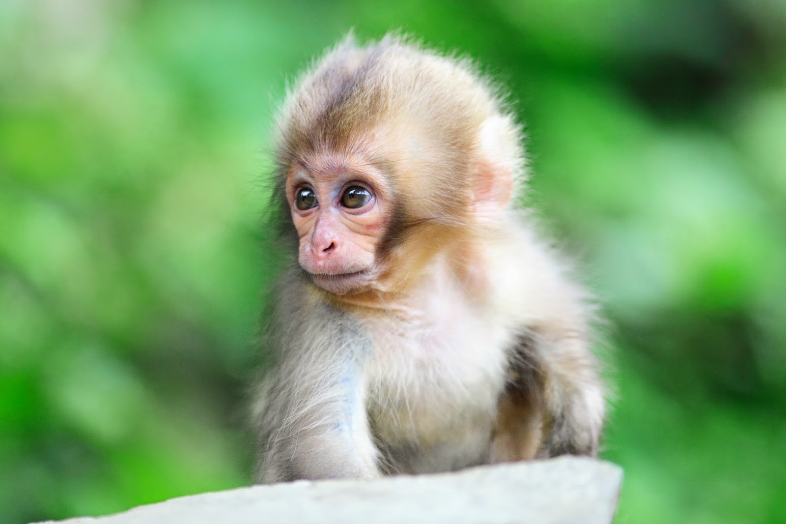 Top 52 Most Cute And Innocent Monkey Wallpapers In Full HD | HDmasha