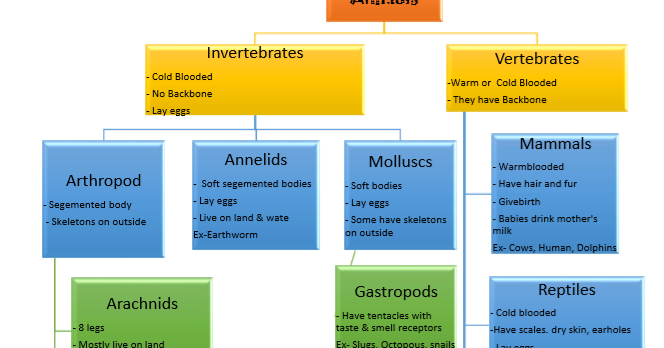 Animal classification