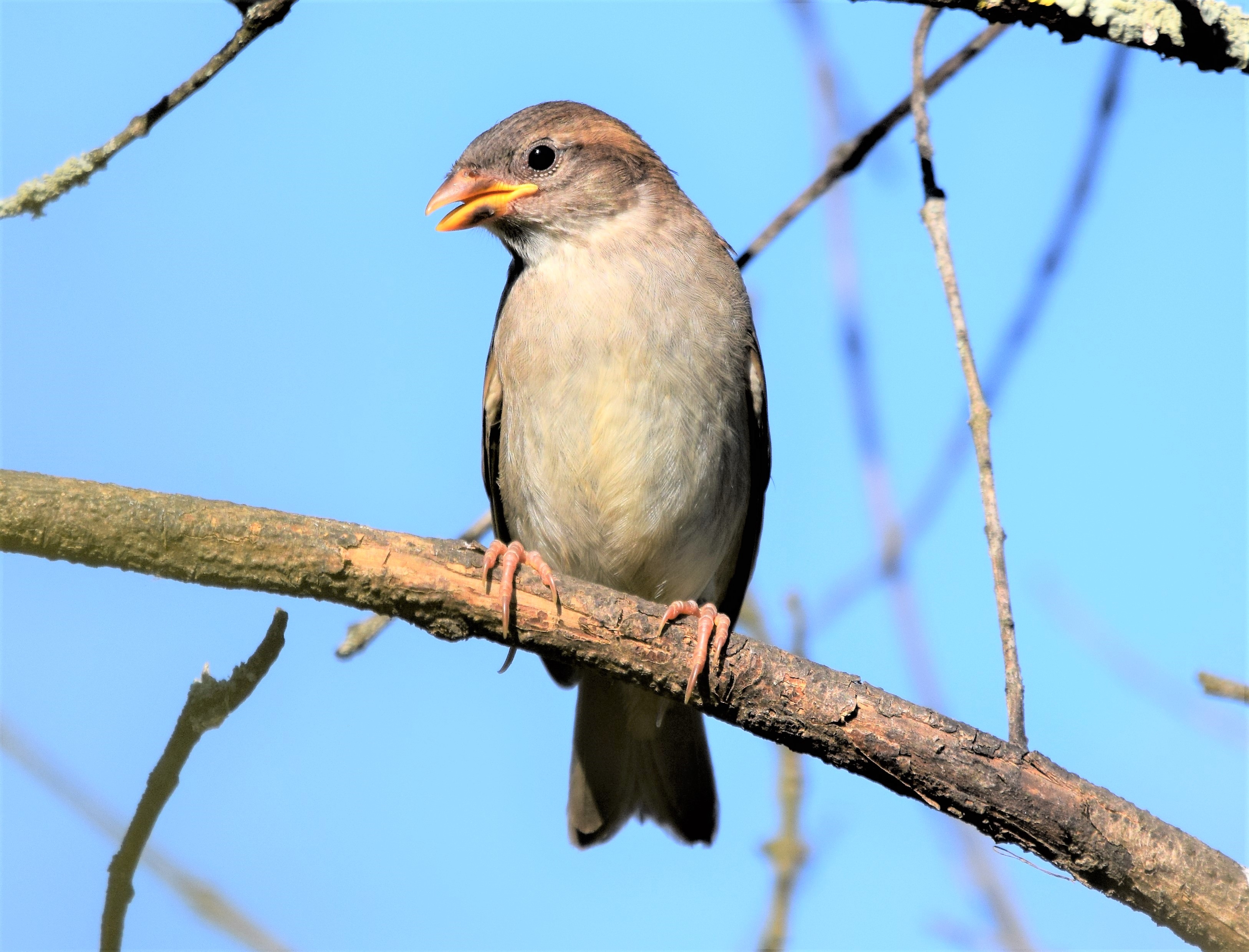 Imagens da vida animal: Por terras da Beira (XX): Pardal-comum (Passer ...