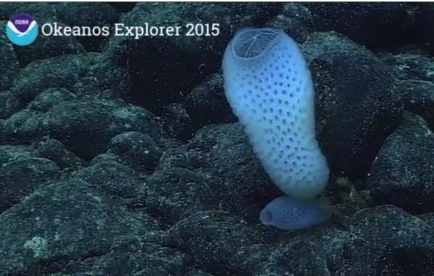 The Echinoblog: Deep-Sea Glass Sponges of the Hawaiian Islands! Okeanos ...