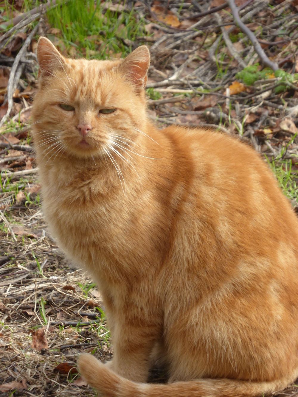 Les Chats du 27: Milroux, jeune chat roux à adopter
