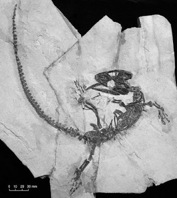 Escenarios prehistóricos: Monjurosuchus