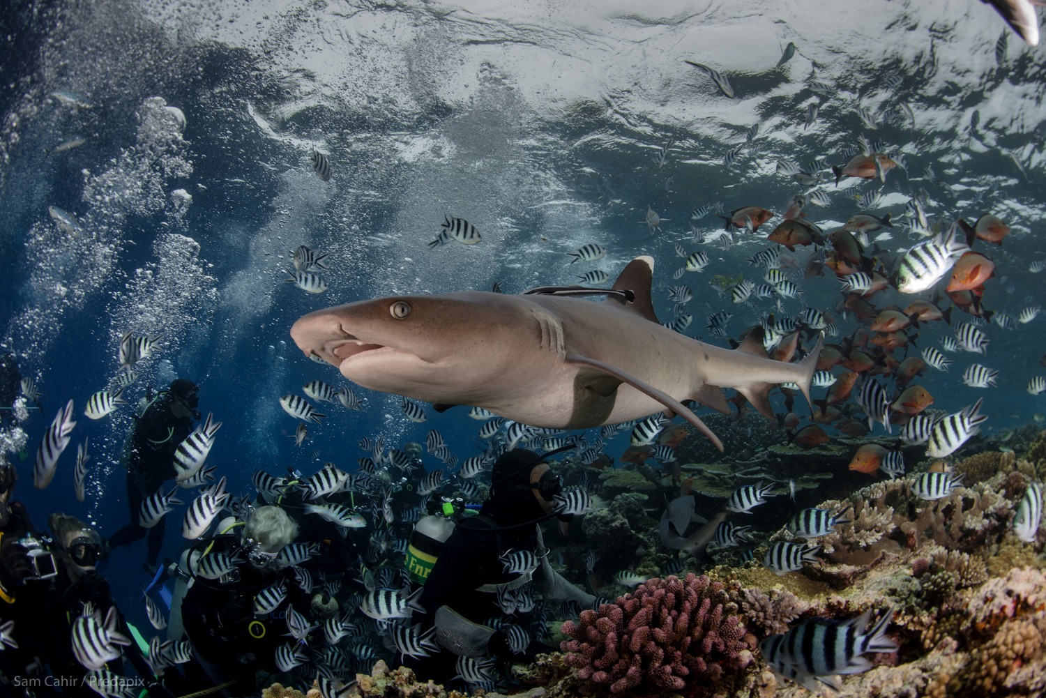 The Best Shark Dive In The World Abundance And Spatial Distribution the-best-shark-dive-in-the-world-abundance-and-spatial-distribution