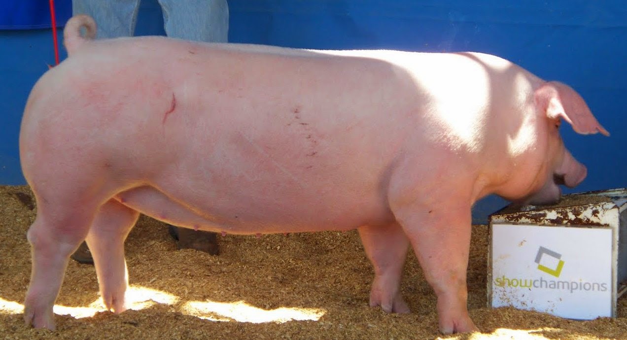 Agricultura y Ganaderia: RAZA DE CERDOS LANDRACE