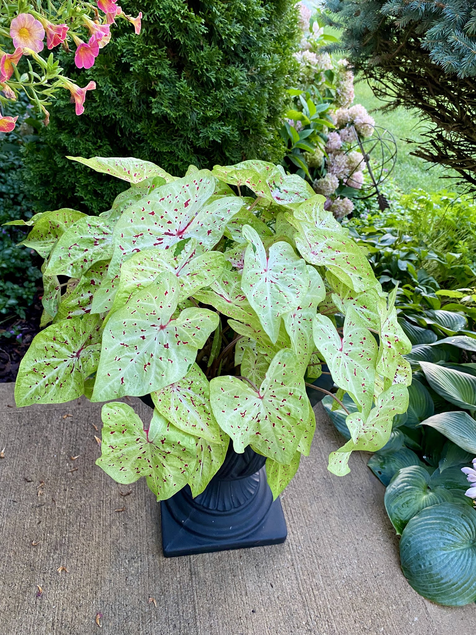 Life In Robin's Nest: July Garden Chat