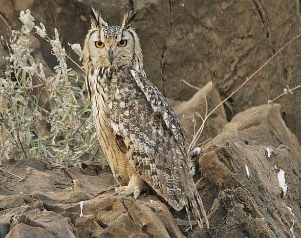 Tierra de lechuzas, búhos, mochuelos, autillos, cárabos: Búho bengalí ...