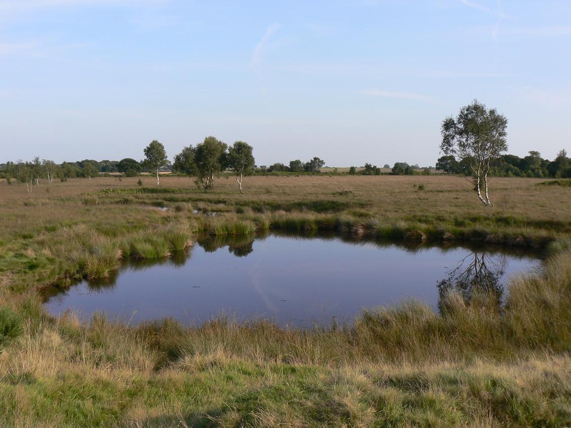 Occasionally Birding St Helens 2008-2014: A Natural History of ...