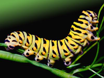 Caterpillar | Info-Fact and Photos | The Wildlife