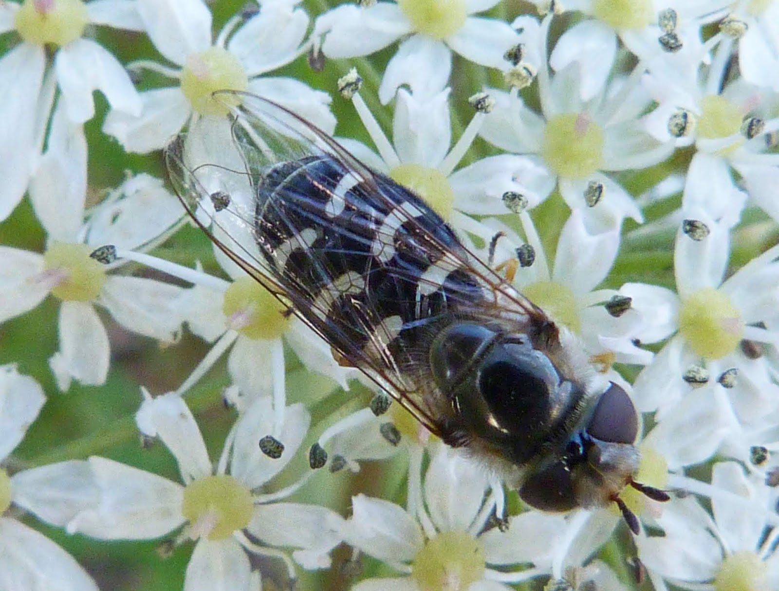 Insects of Scotland: Hoverflies