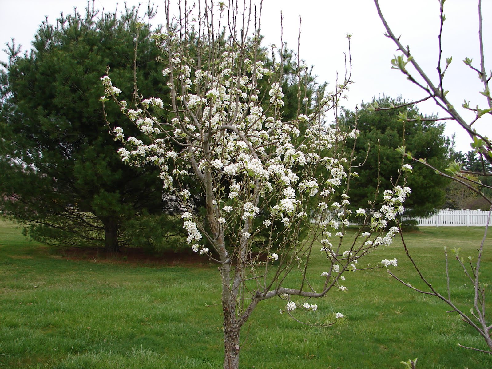 One Love Farm: Cherry Blossoms and Pear Blossoms