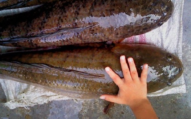 Panduan Lengkap Usaha Ternak Ikan Gabus Lokal Bagi Pemula - Nakama Aquatics