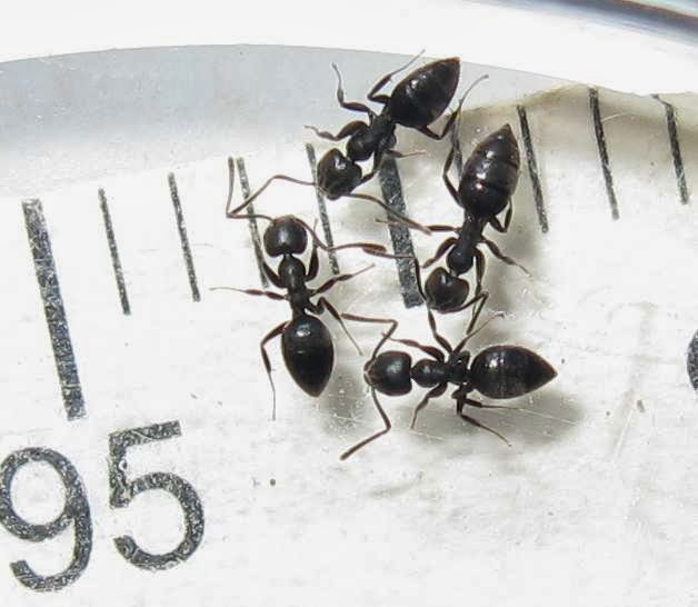 Photos and Info on Ants and Termites of Malaysia: Technomyrmex The ...