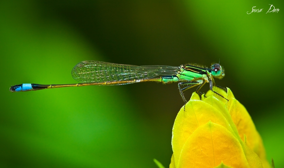 Daniel Sousa (Dan) Zoom Flash.com: Libélula voando pára um instante e ...