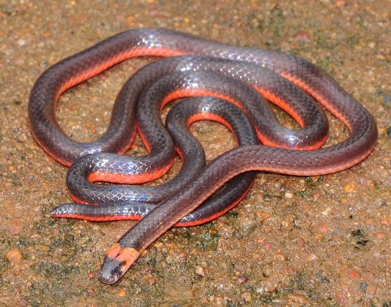 MU-Peter: Warning! Colors! Part 2: Evolutionary Explanations