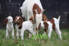 BEST 3 MEAT BREEDS OF GOAT FOR COMMERCIAL PURPOSE