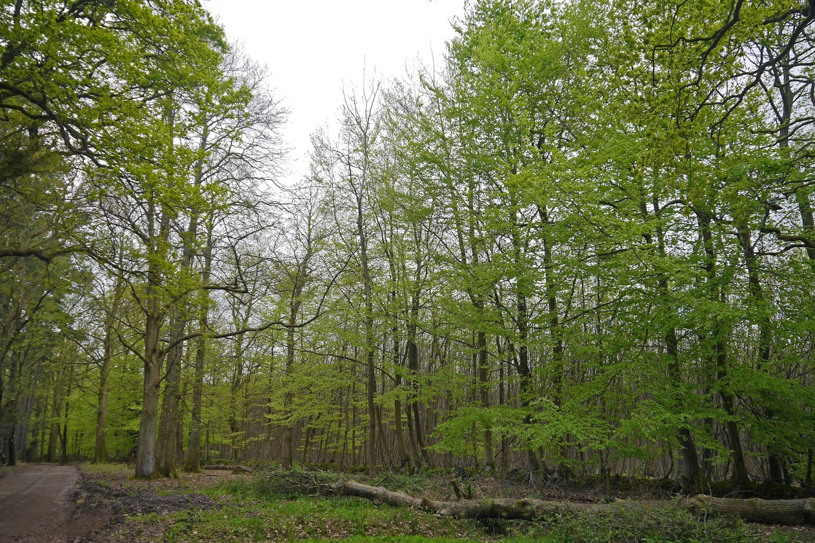 Walking in the country: Marley Common to Clayton Court (Serpent Trail 3)