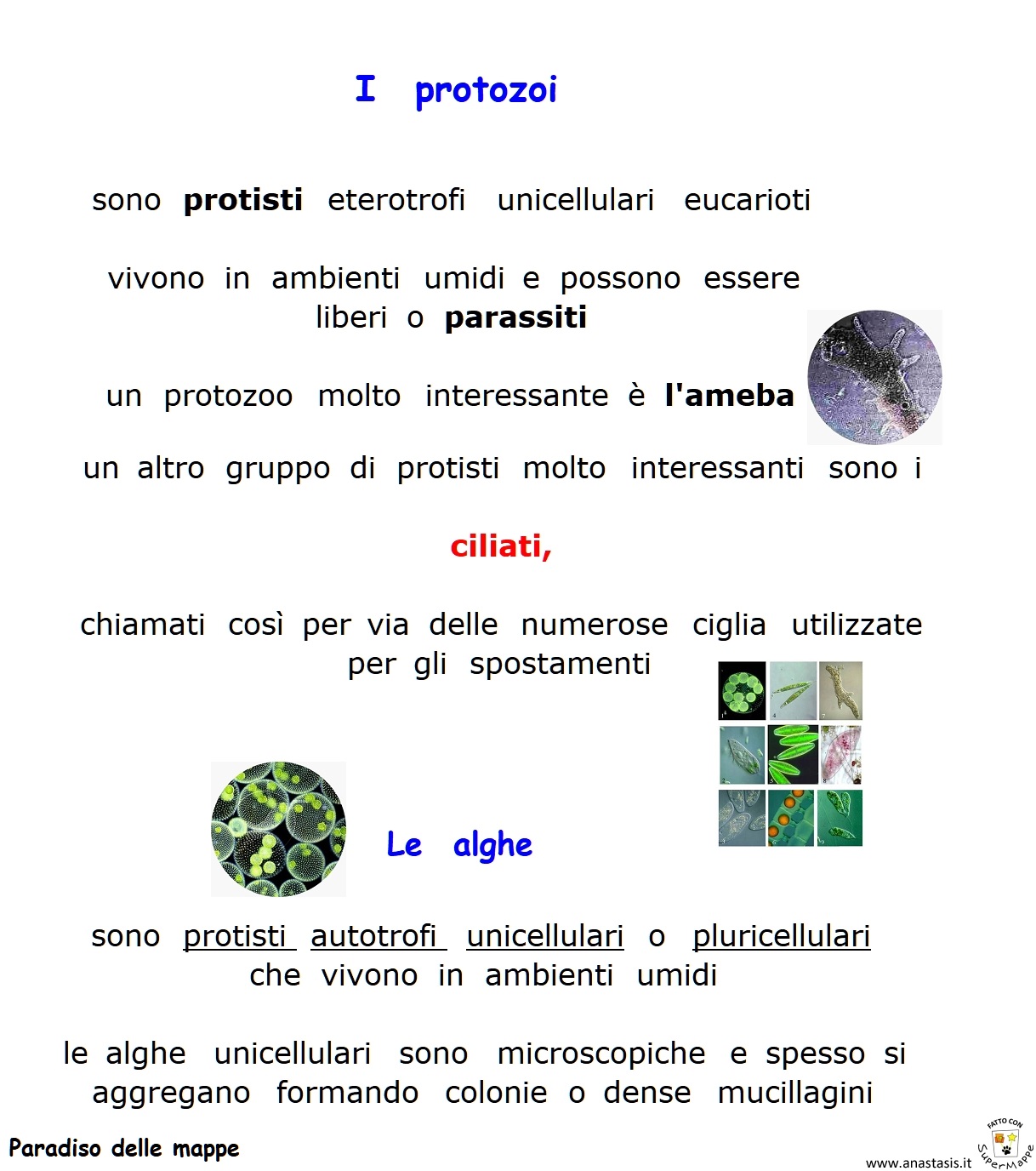 Paradiso delle mappe: I protozoi