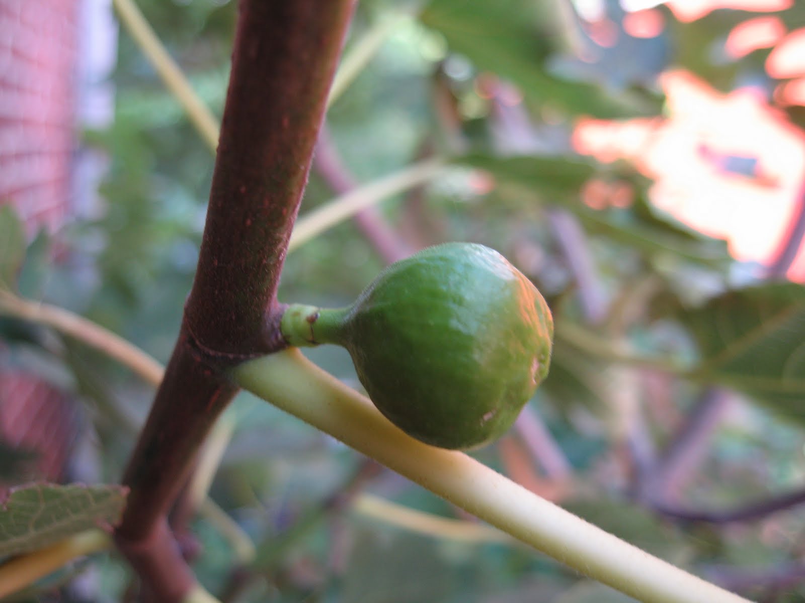 I Min Egen Verden: Kan man spise figner?