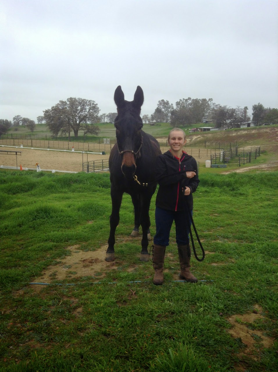 The Aspiring Equestrian: I'm a Working Student for Laura Hermanson!