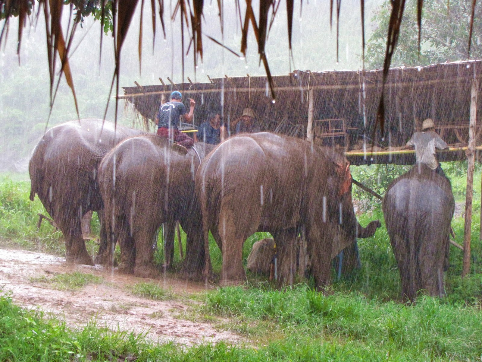 Inspiration from Abroad: Dancing in the Rain with Elephants