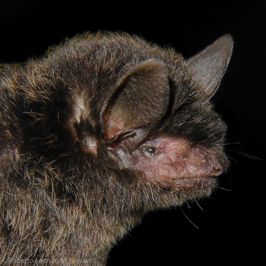 Morcegos do Brasil: Myotis albescens
