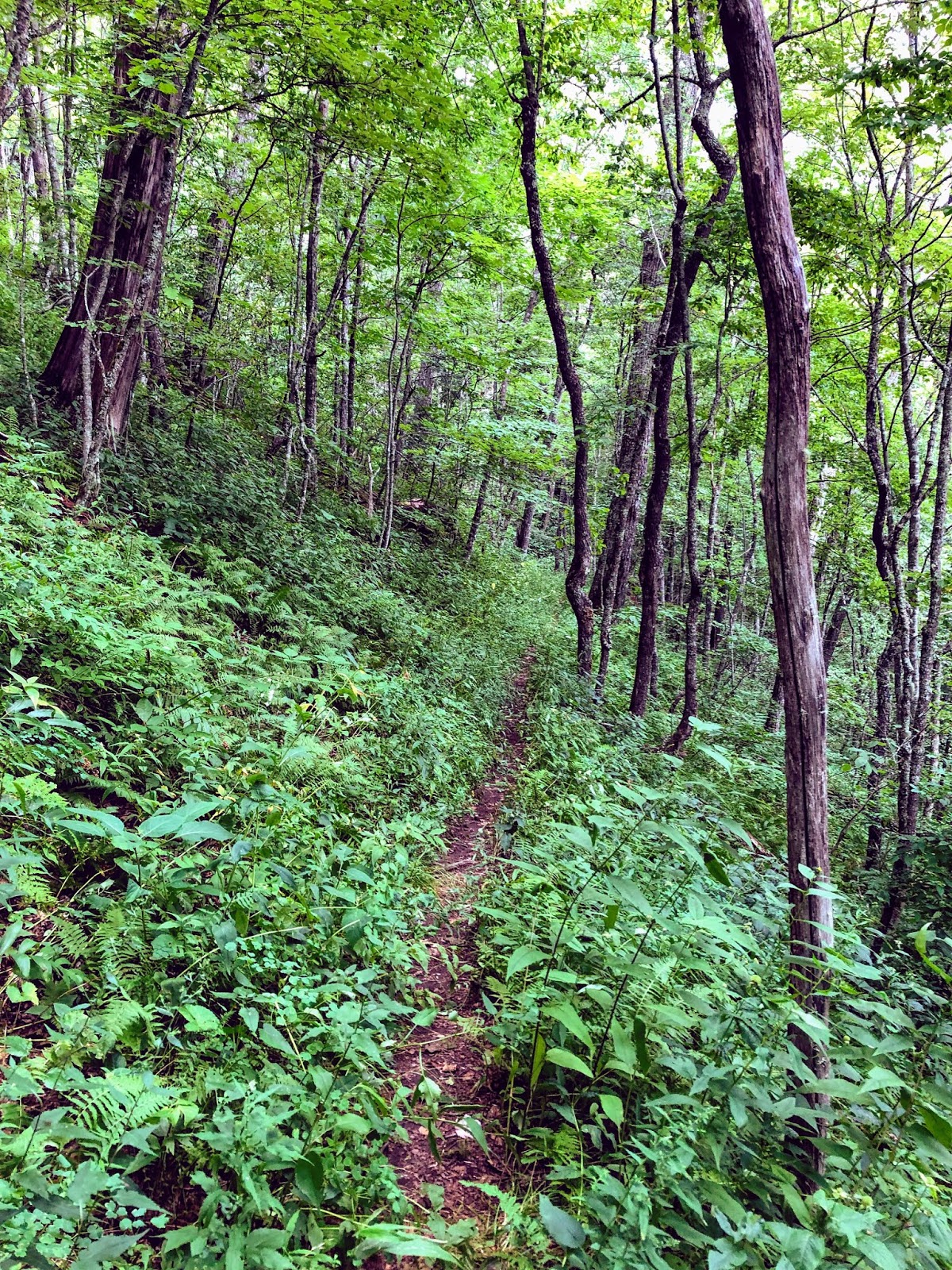 900 miles: Kanati Fork - Thomas Divide Trails