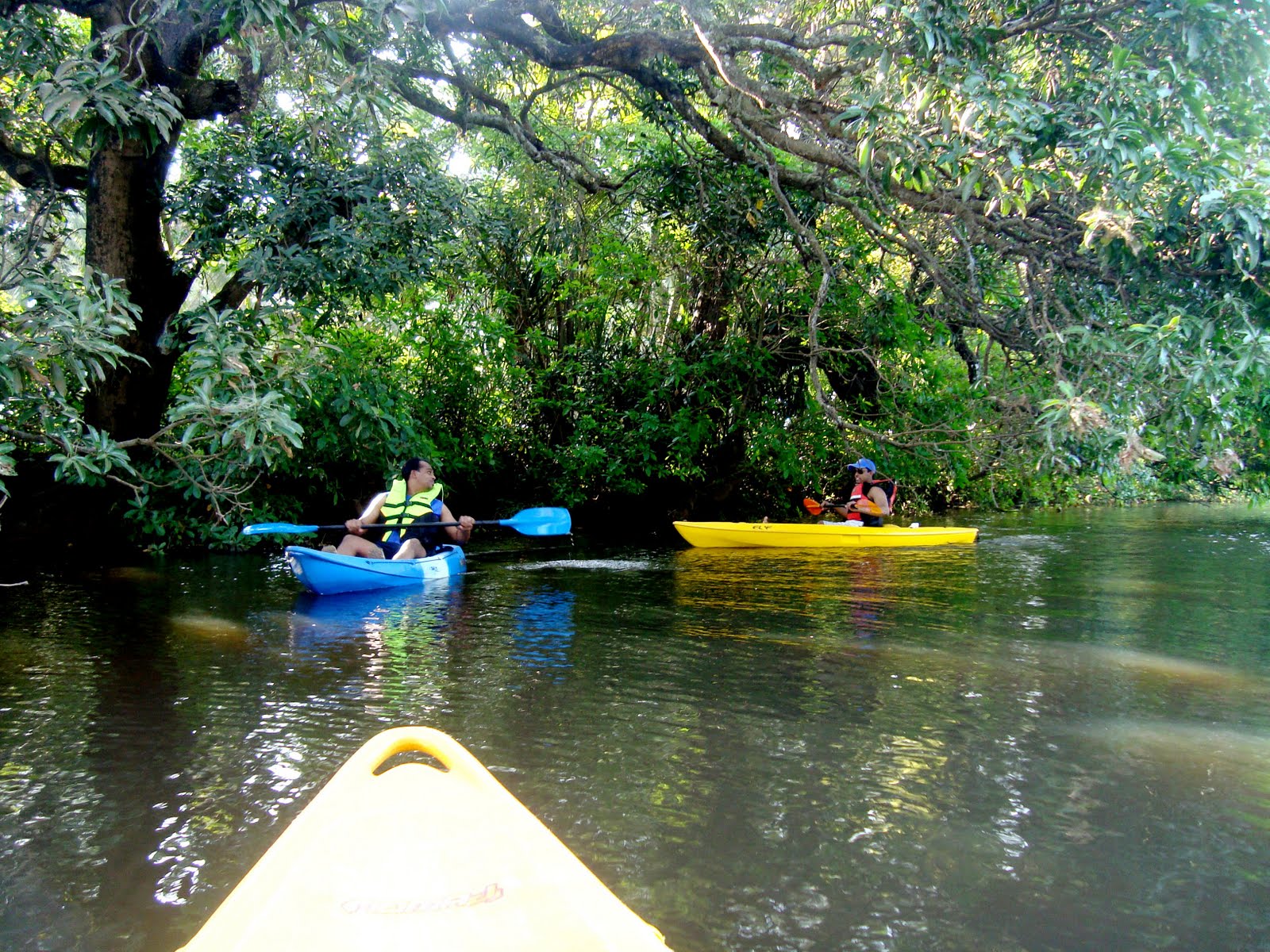 goakayaking: Daily Kayaking trips in the Sal backwaters, the Zuari ...