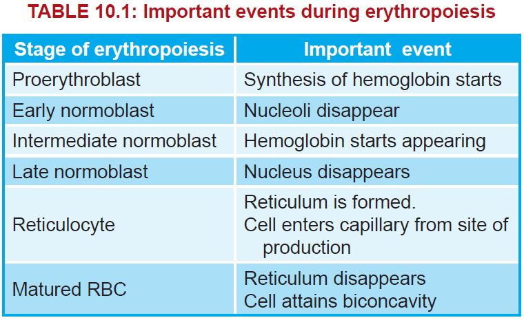 Erythropoiesis - Physiology Notes | PDF, PPT Slides Erythropoiesis - Physiology Notes | PDF, PPT Slides