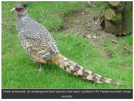 Endangered Western Tragopan bird spotted in Kashmir | Indian Wildlife ...