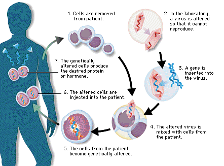 Germline Gene Therapy Diagram