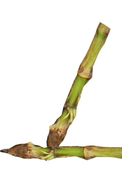 Jajagoan, Permainan Ketangkasan dari Gehol | GEHOL GAUL